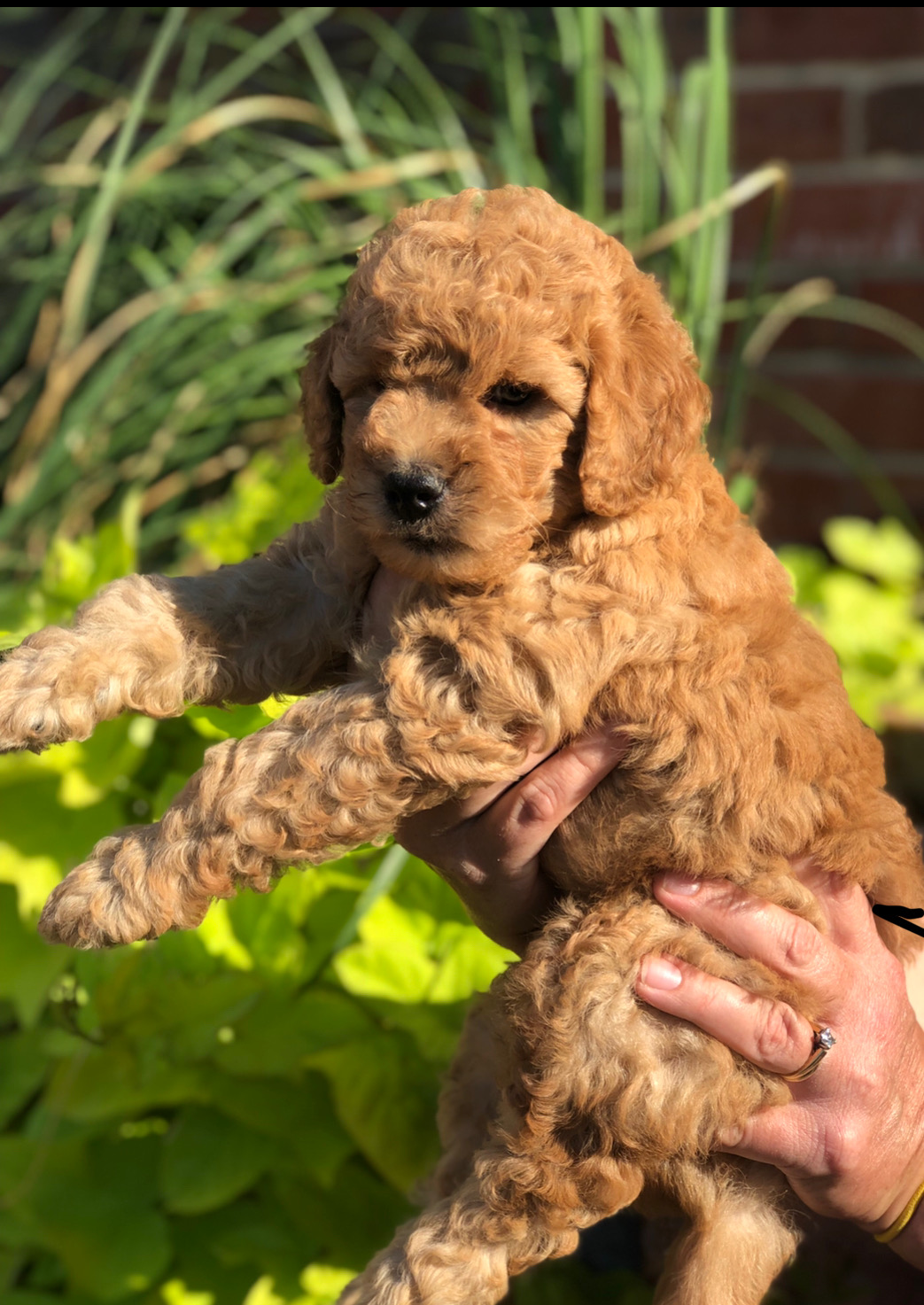 GoldenDoodle Puppies