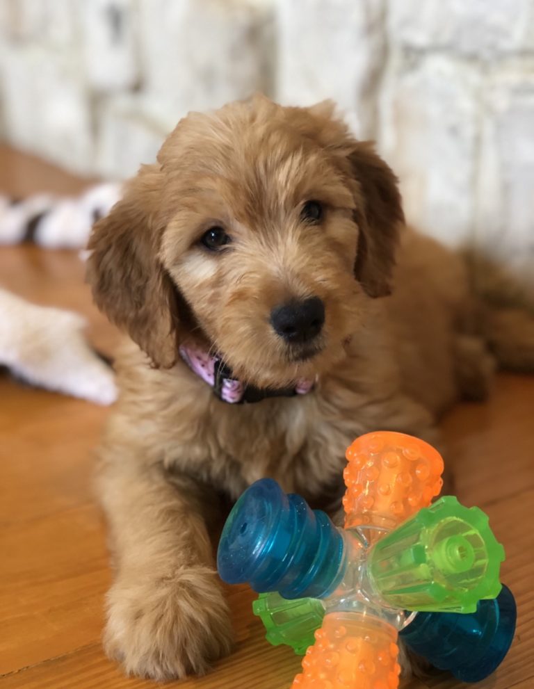 GoldenDoodle Puppies