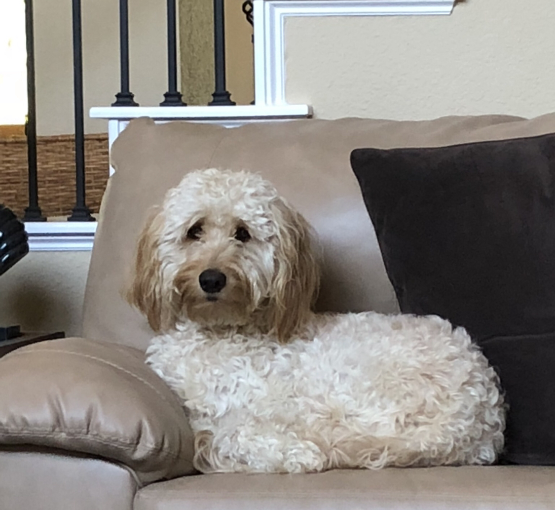 Harley Quinn (retired)