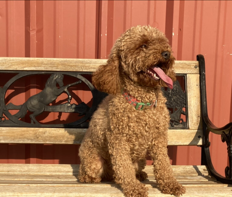HavaPoo & Hava-Goldendoodle Puppies