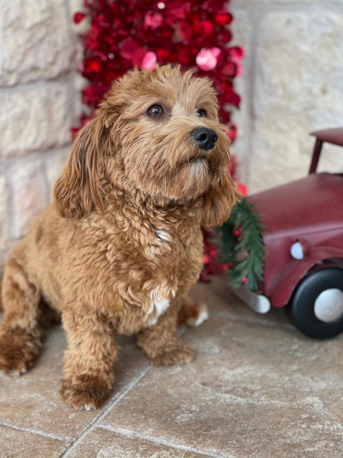 HavaPoo & Hava-Goldendoodle Puppies