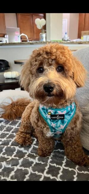 HavaPoo & Hava-Goldendoodle Puppies