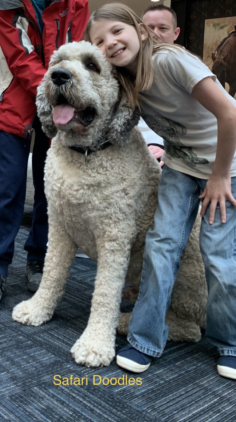 Newfypoo / NewfyDoodle Puppies Newfoundland + Poodle cross