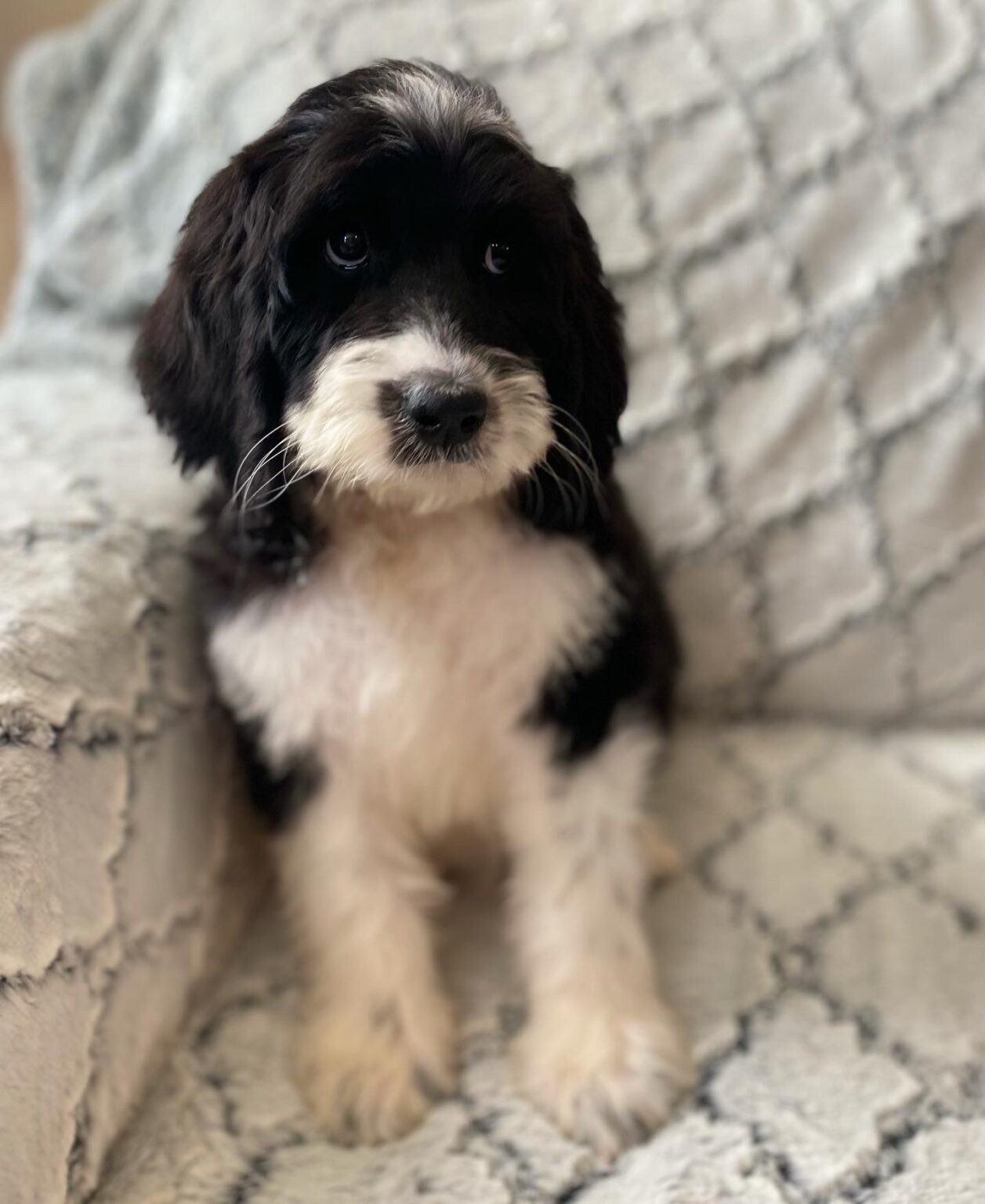 Newfipoo / Newfypoo/NewfyDoodle Puppies Newfoundland + Poodle cross