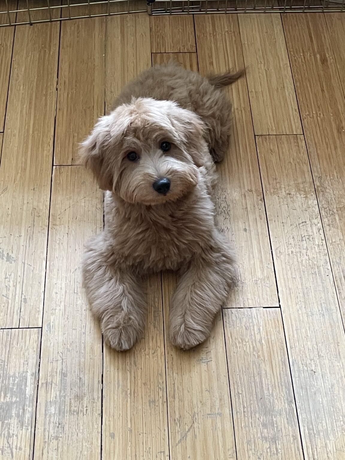 HavaPoo & Hava-Goldendoodle Puppies