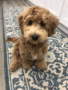 HavaPoo & Hava-Goldendoodle Puppies