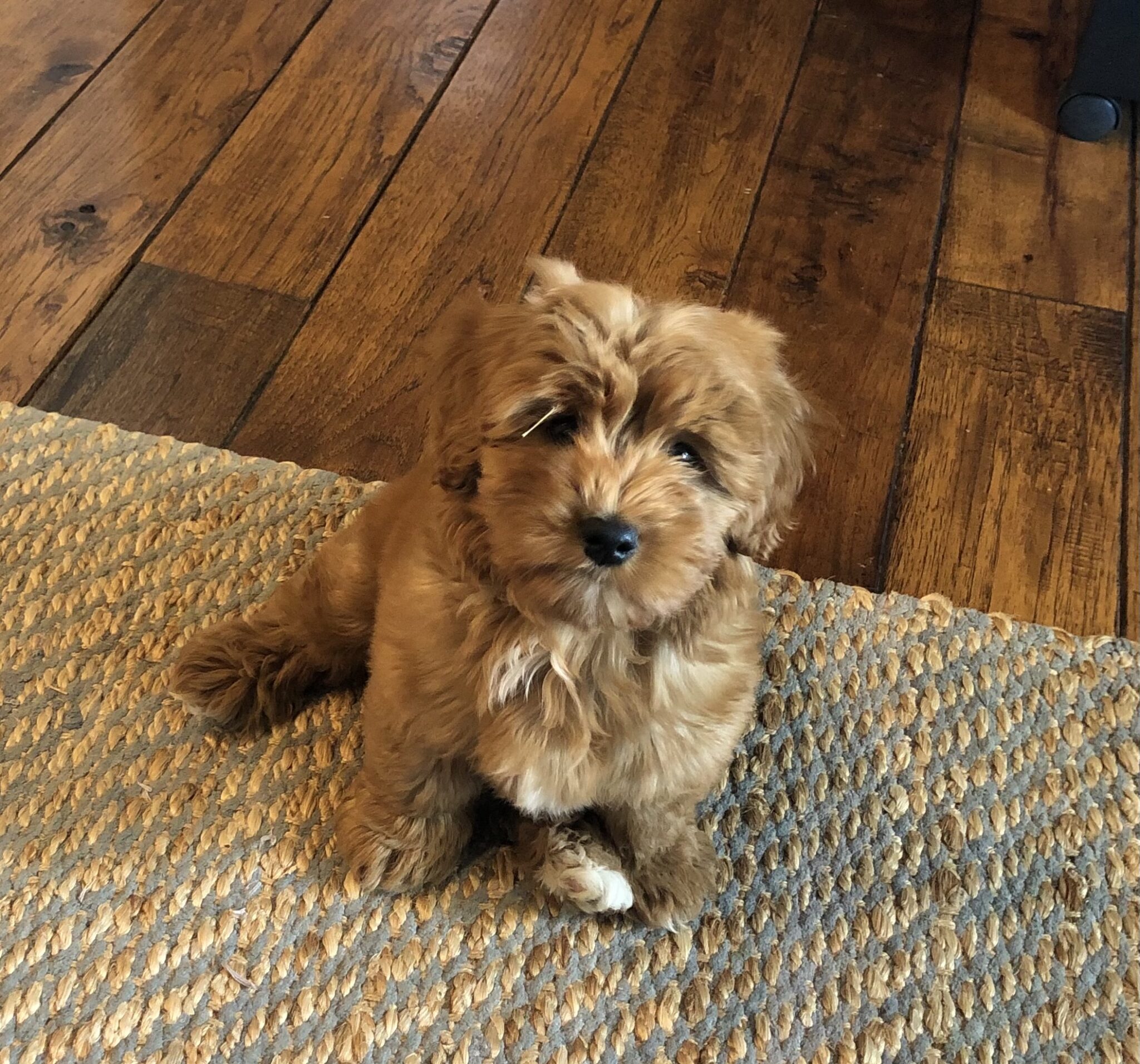 HavaPoo & Hava-Goldendoodle Puppies