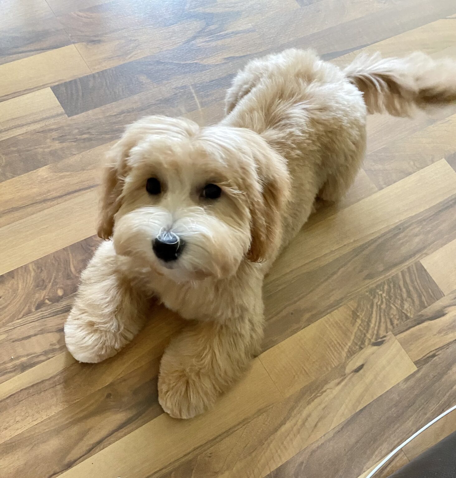 HavaPoo & Hava-Goldendoodle Puppies