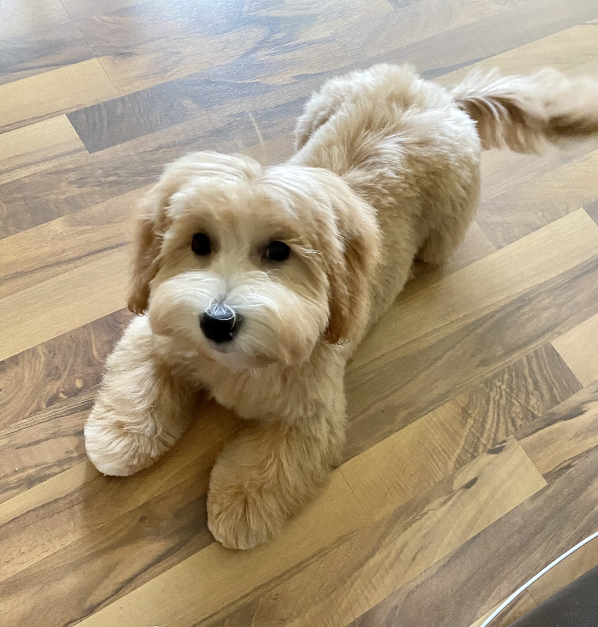 HavaPoo & Hava-Goldendoodle Puppies