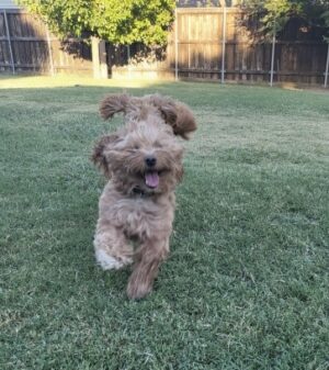 HavaPoo & Hava-Goldendoodle Puppies