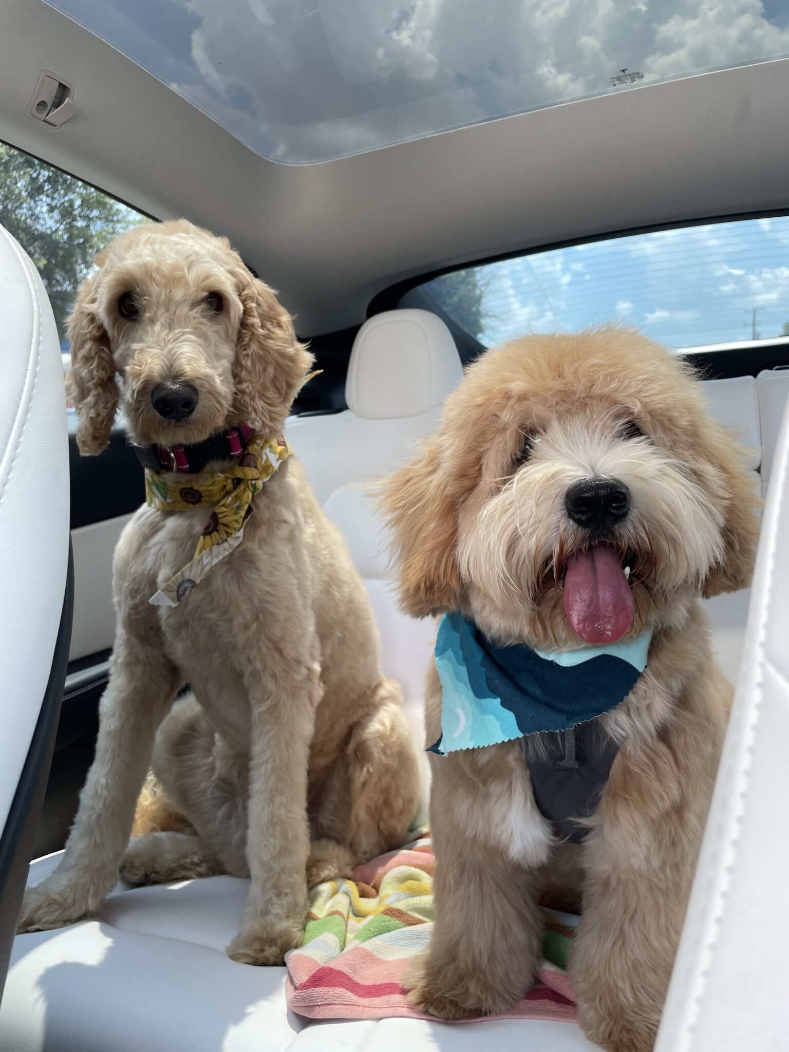 HavaPoo & Hava-Goldendoodle Puppies