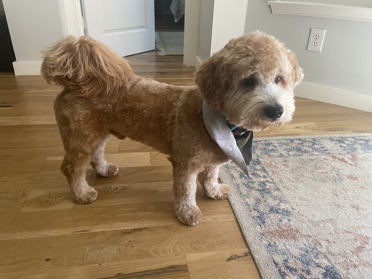 HavaPoo & Hava-Goldendoodle Puppies