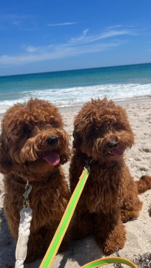 HavaPoo & Hava-Goldendoodle Puppies