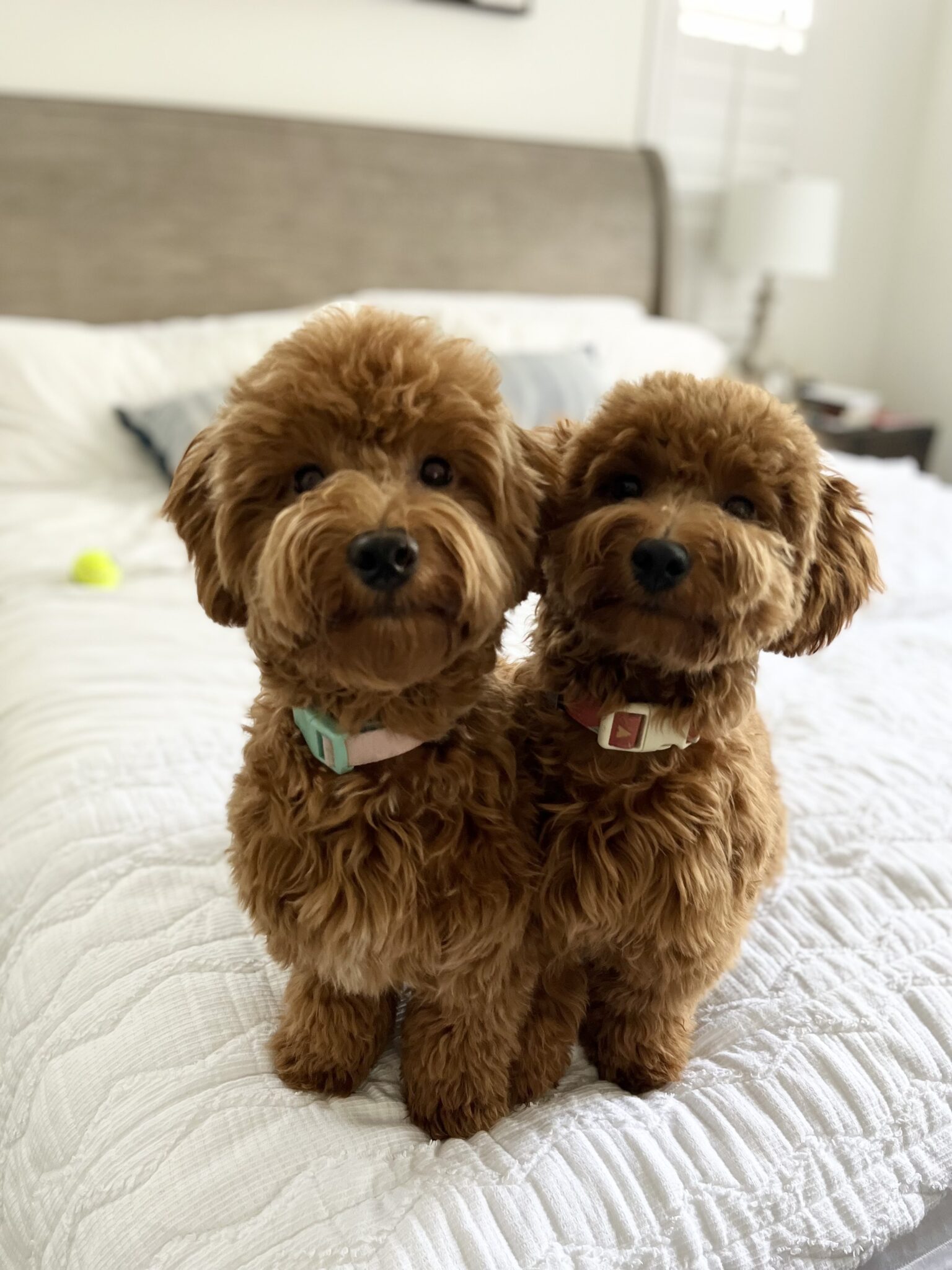 HavaPoo & Hava-Goldendoodle Puppies