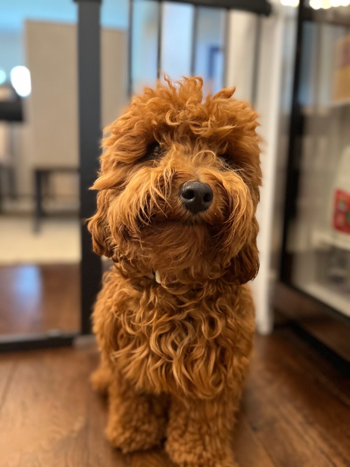 HavaPoo & Hava-Goldendoodle Puppies