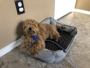 HavaPoo & Hava-Goldendoodle Puppies