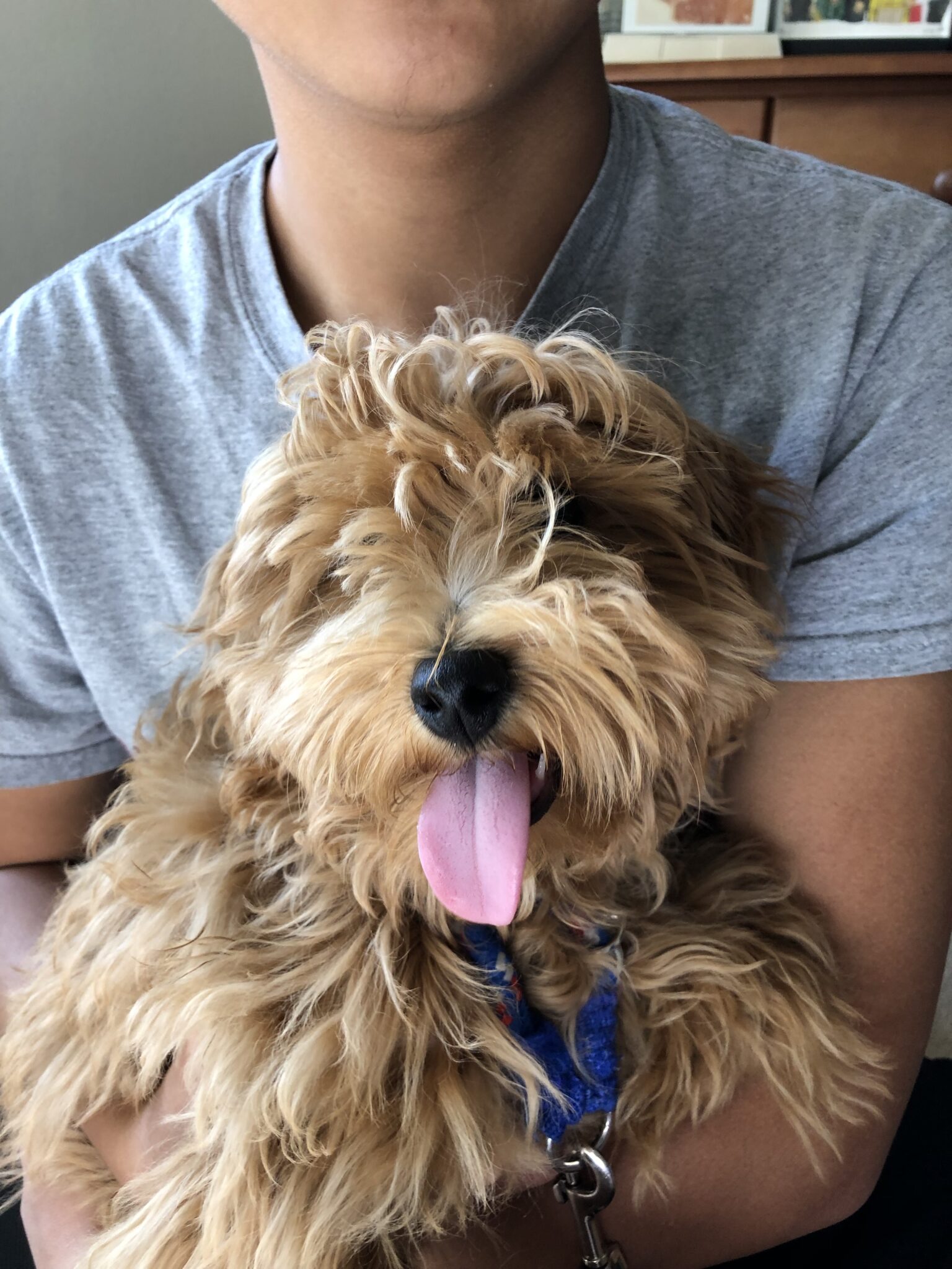 HavaPoo & Hava-Goldendoodle Puppies