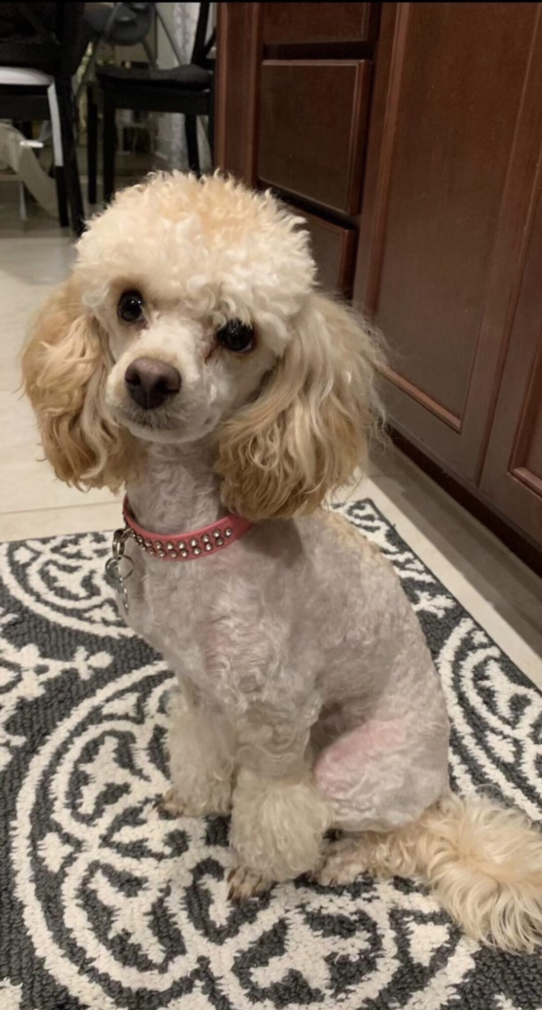 Cavapoo = Cavalier + Mini Poodle