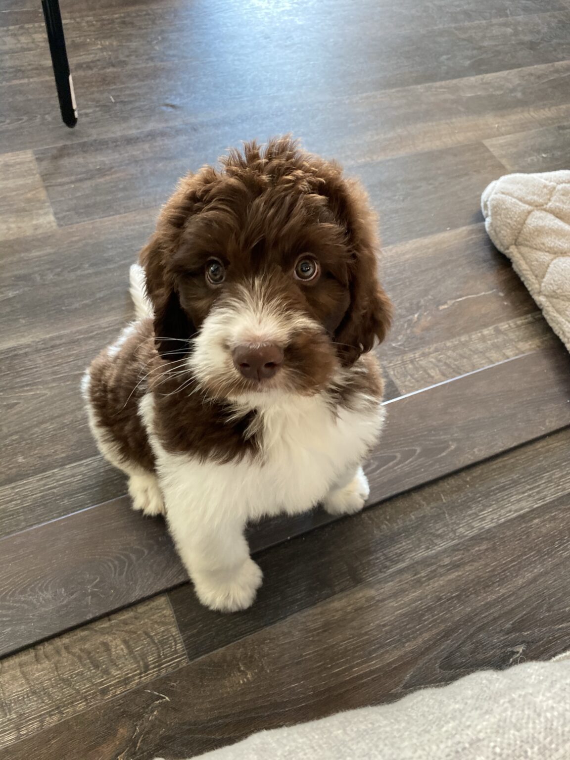 Newfypoo / NewfyDoodle Puppies. Newfoundland + Poodle cross