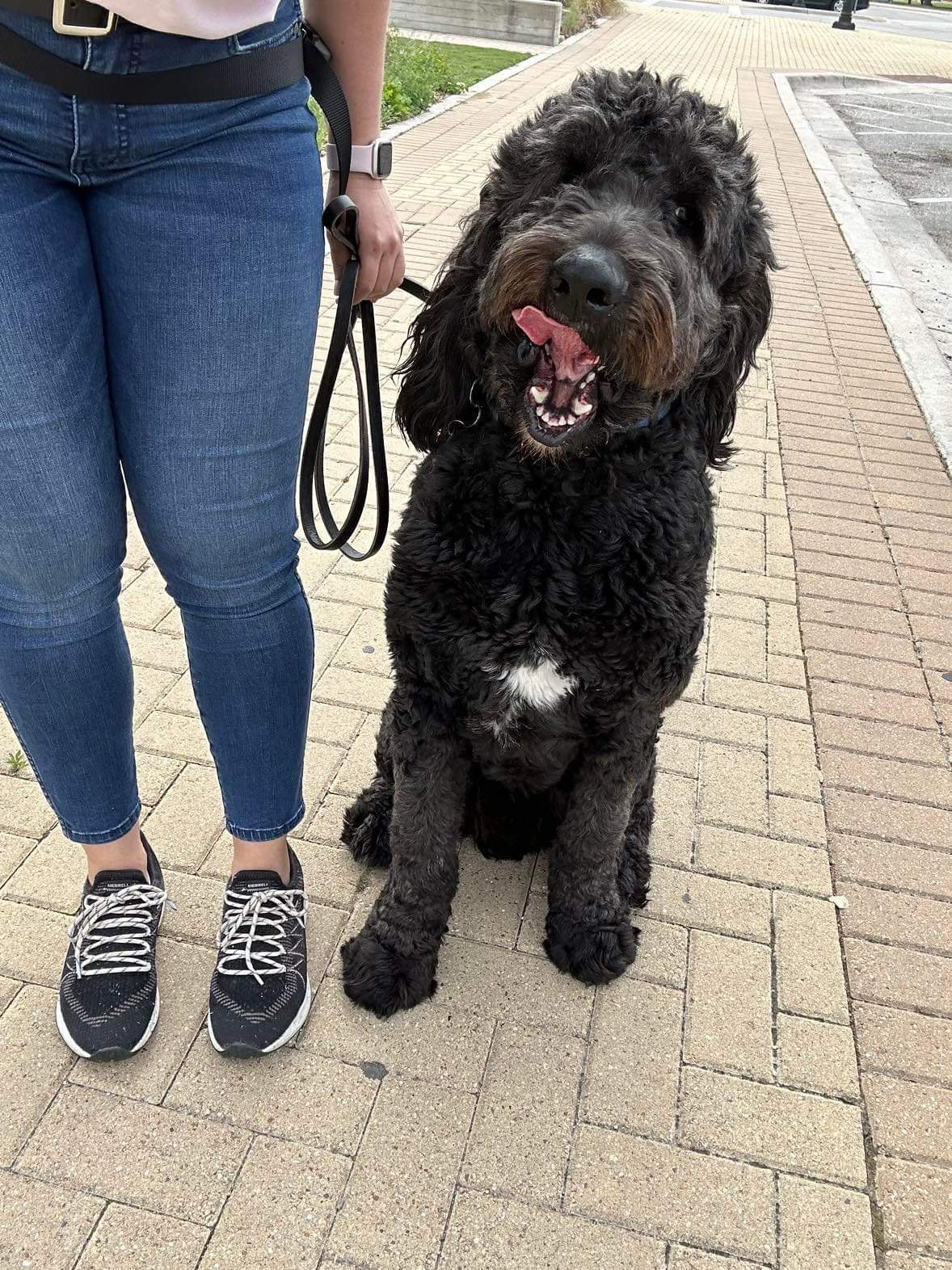 Newfipoo / Newfypoo/NewfyDoodle Puppies Newfoundland + Poodle cross