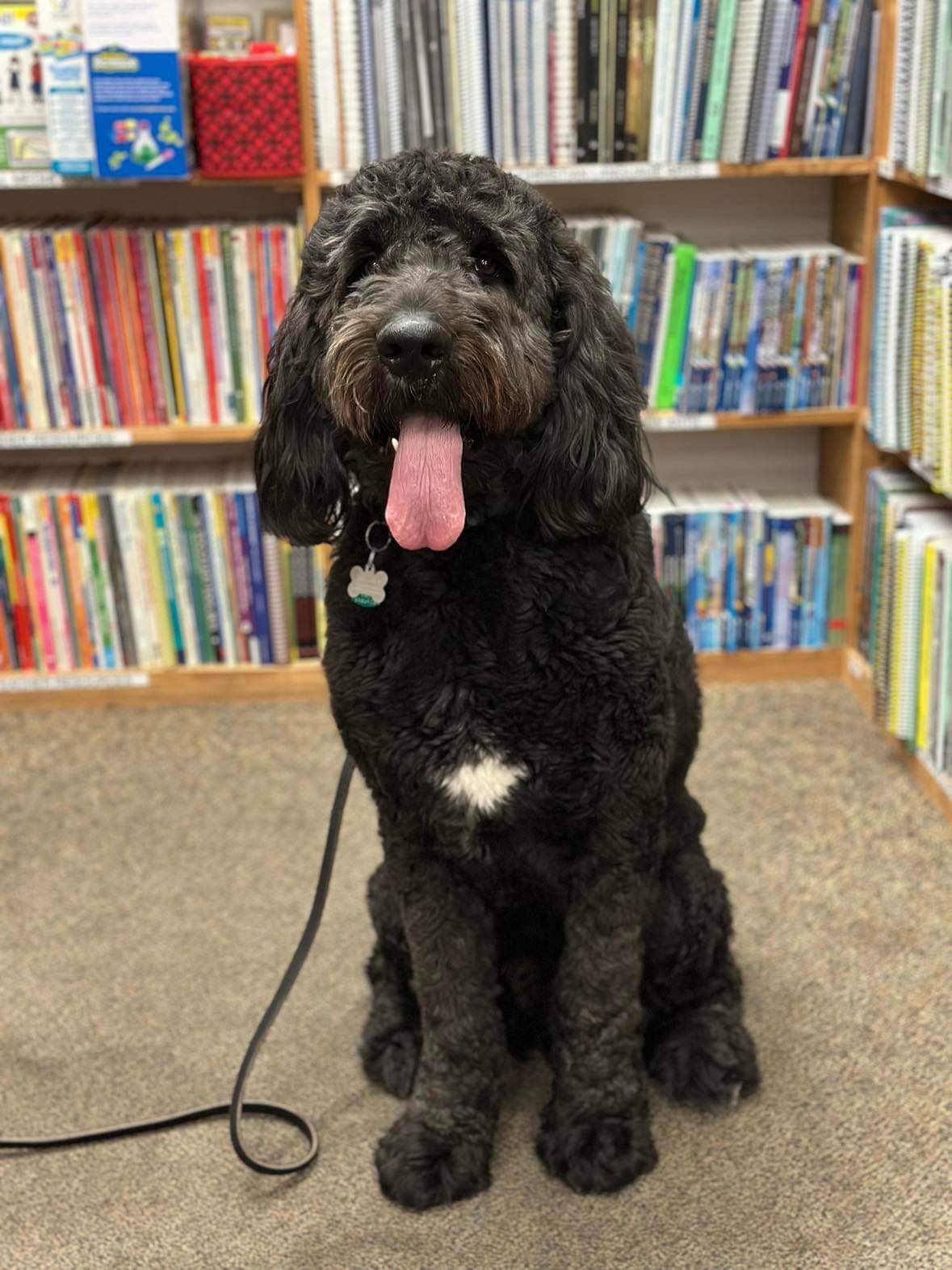 Newfipoo / Newfypoo/NewfyDoodle Puppies Newfoundland + Poodle cross
