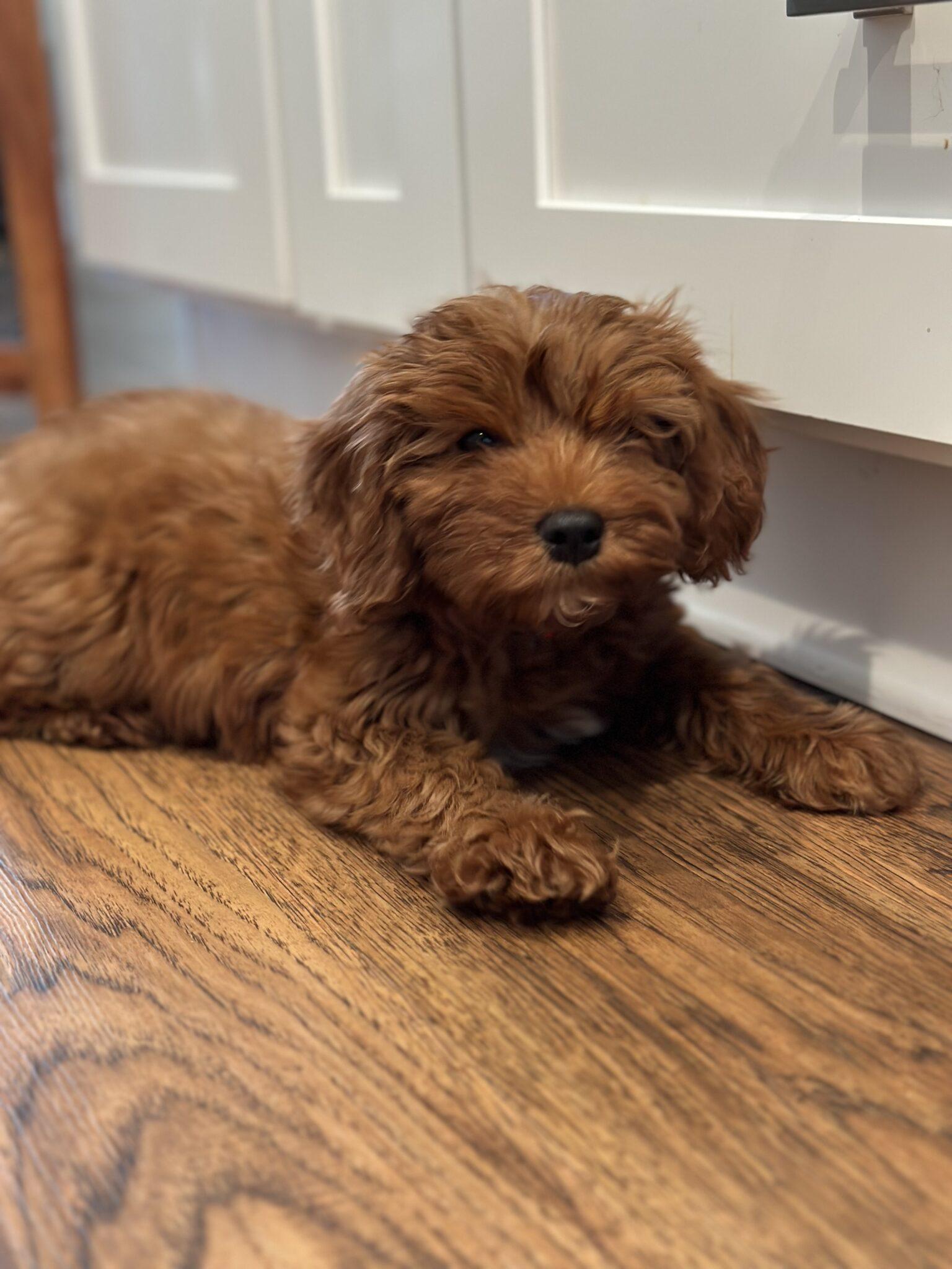 Cavapoo = Cavalier + Mini Poodle