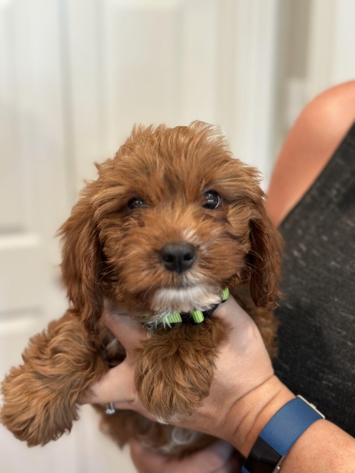 Cavapoo = Cavalier + Mini Poodle