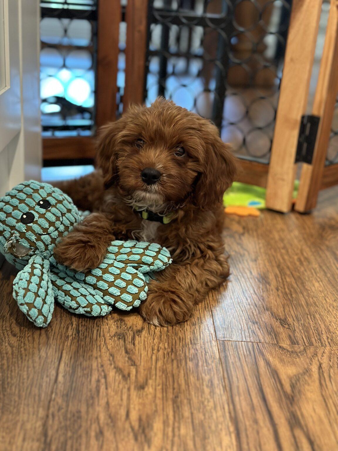 Cavapoo = Cavalier + Mini Poodle