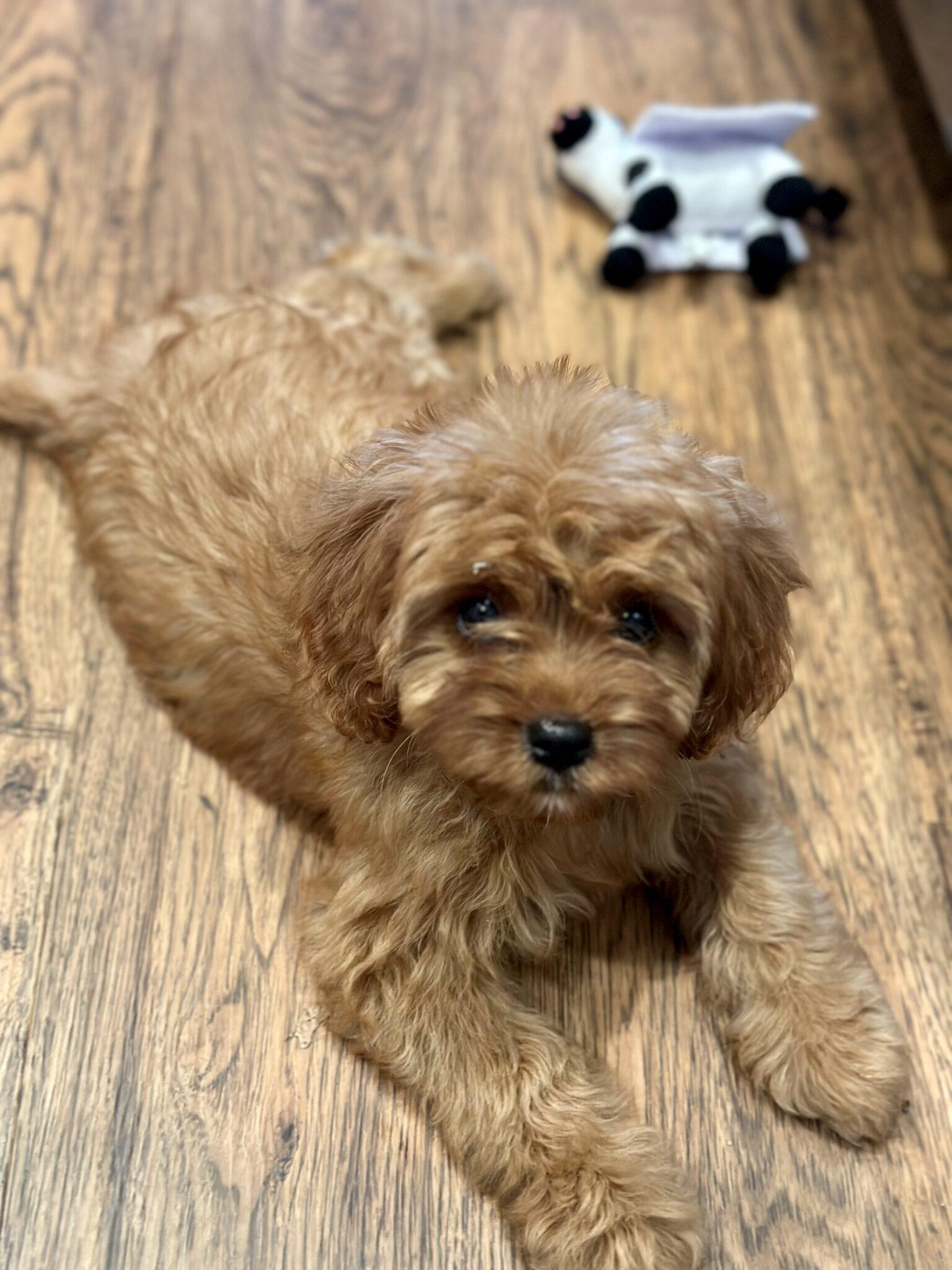 Cavapoo = Cavalier + Mini Poodle