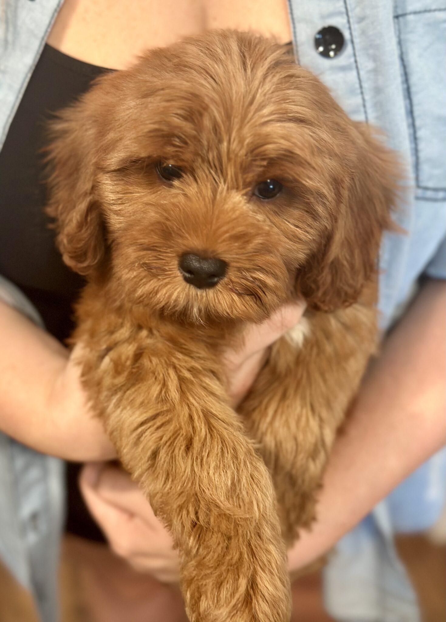 Cavapoo = Cavalier + Mini Poodle