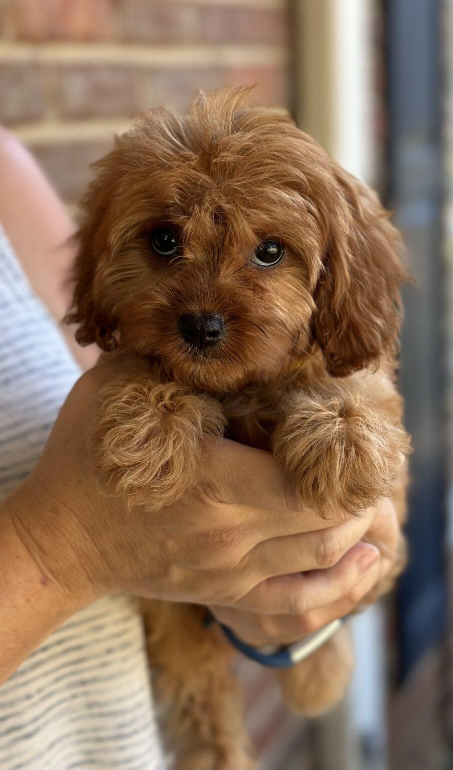 Cavapoo = Cavalier + Mini Poodle