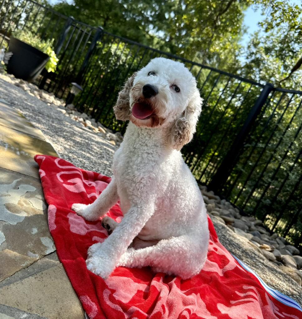 HavaPoo & Hava-Goldendoodle Puppies