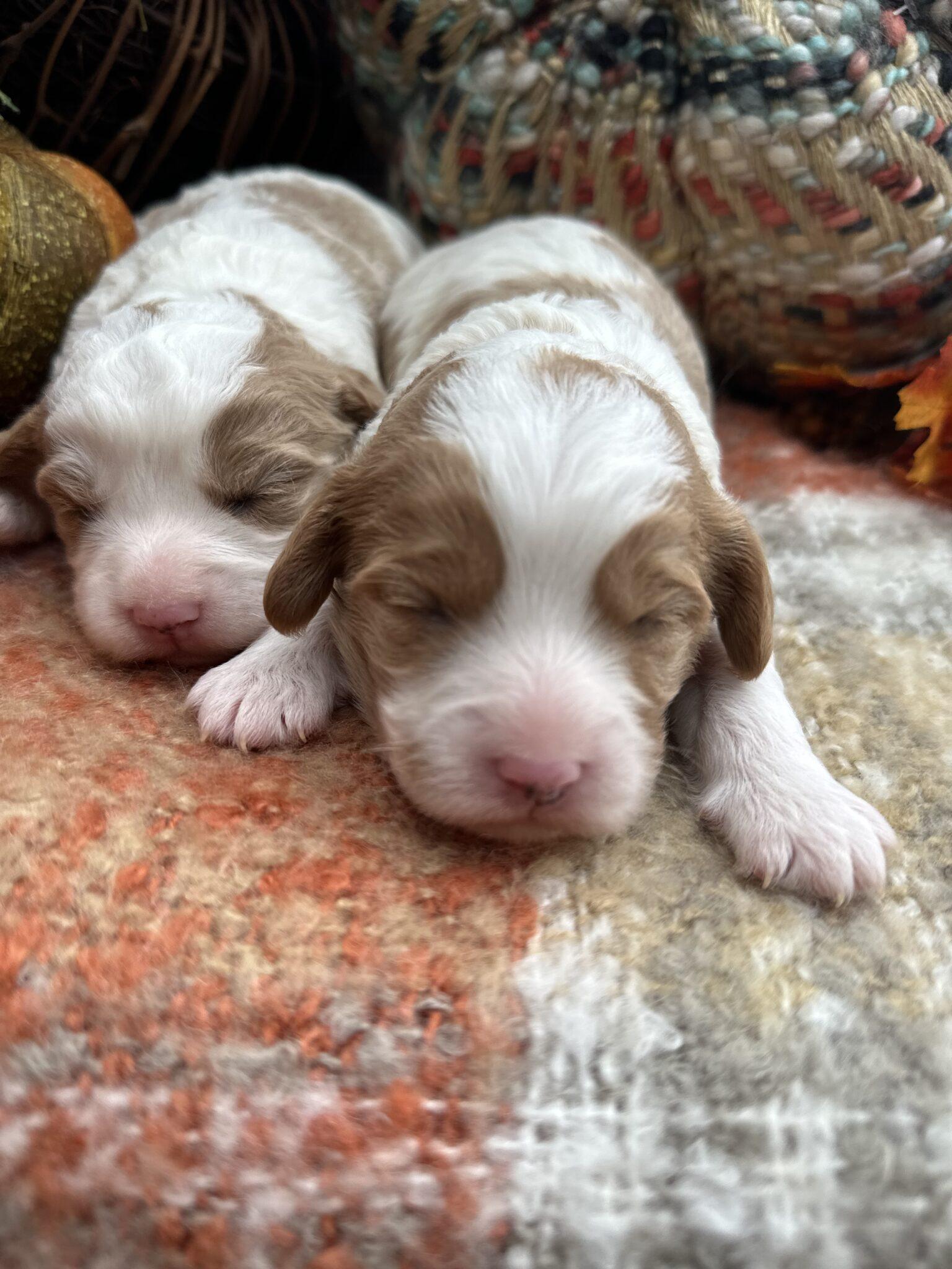 Cavapoo = Cavalier + Mini Poodle