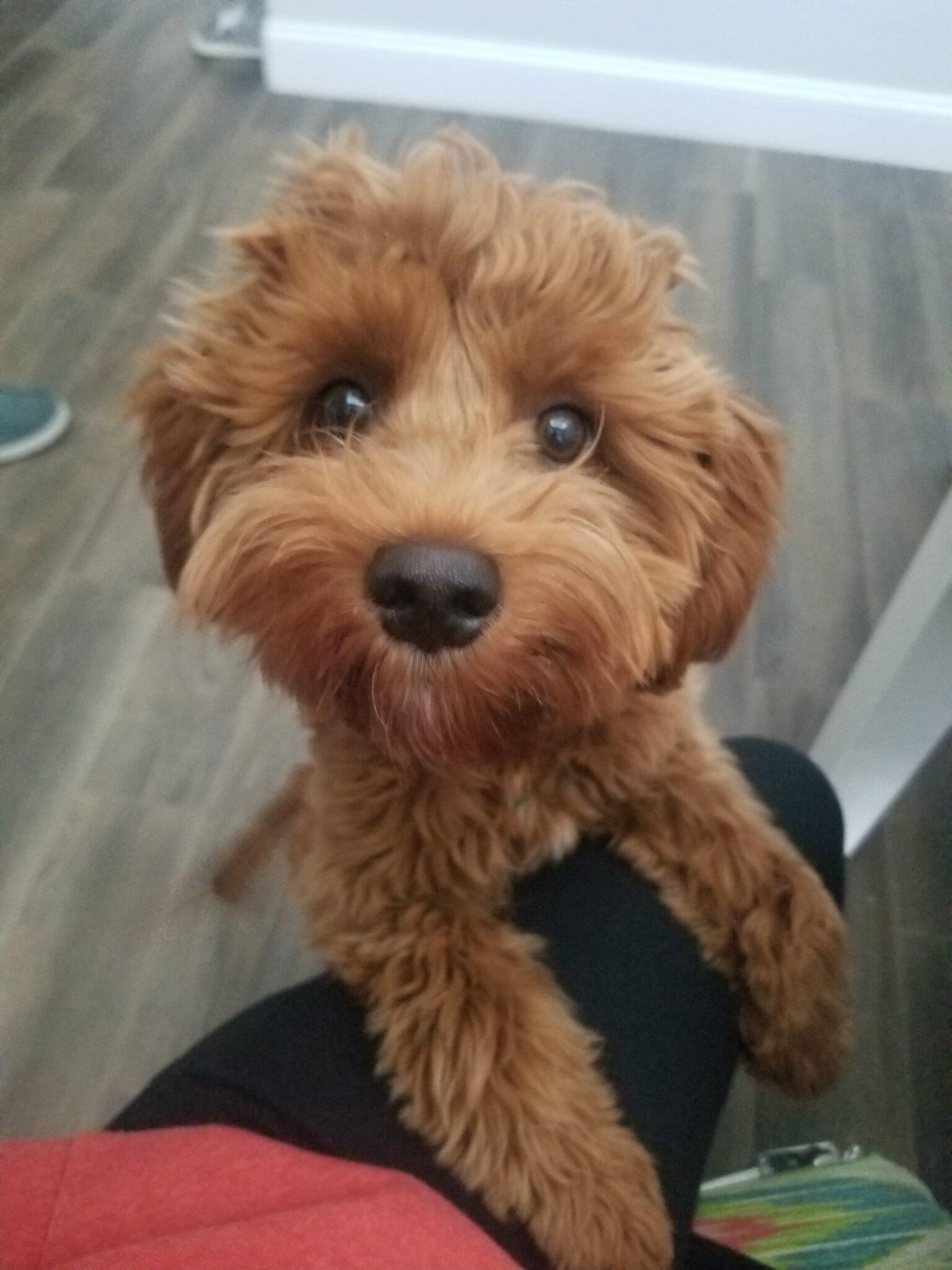 Cavapoo = Cavalier + Mini Poodle