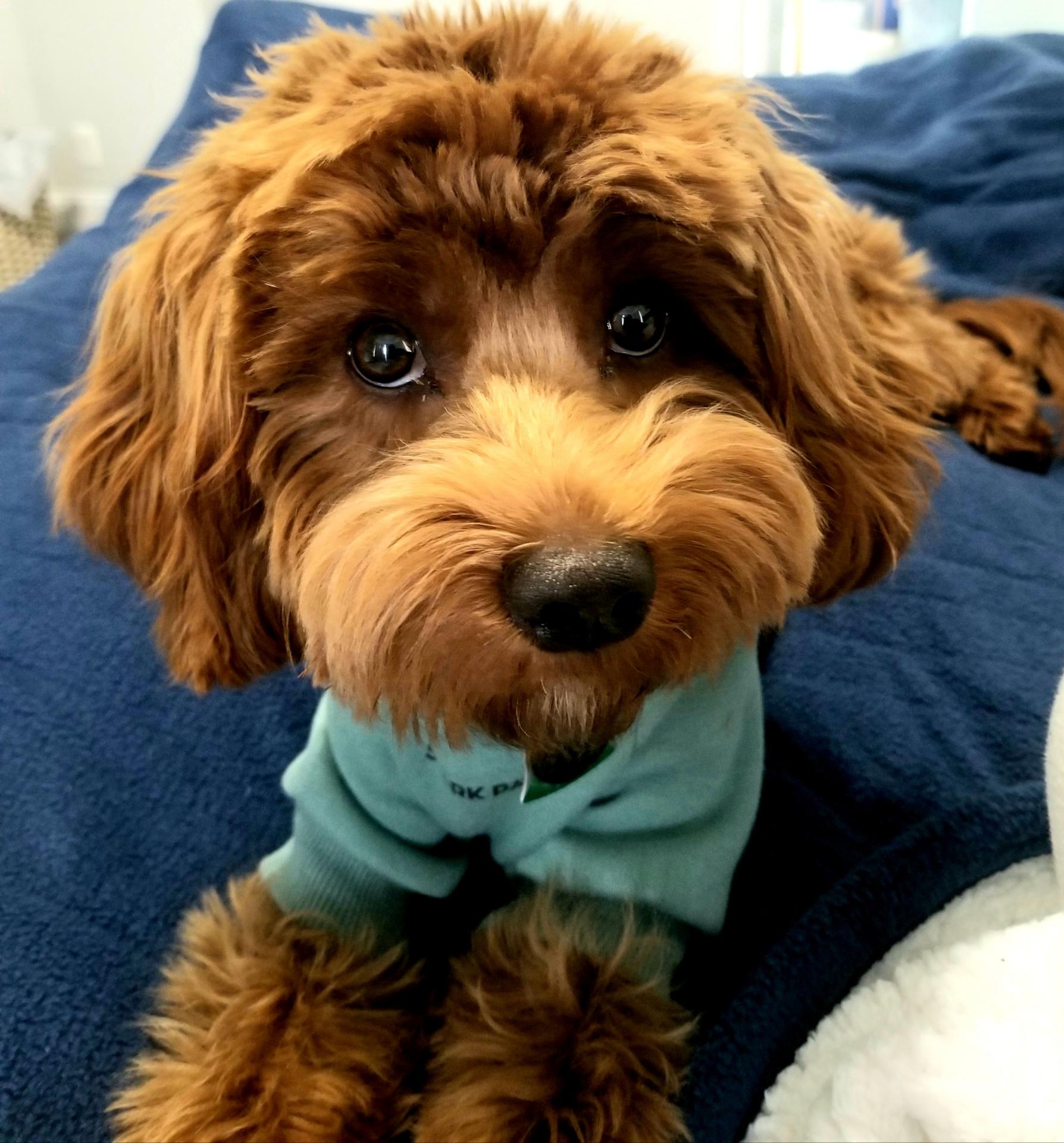 Cavapoo = Cavalier + Mini Poodle