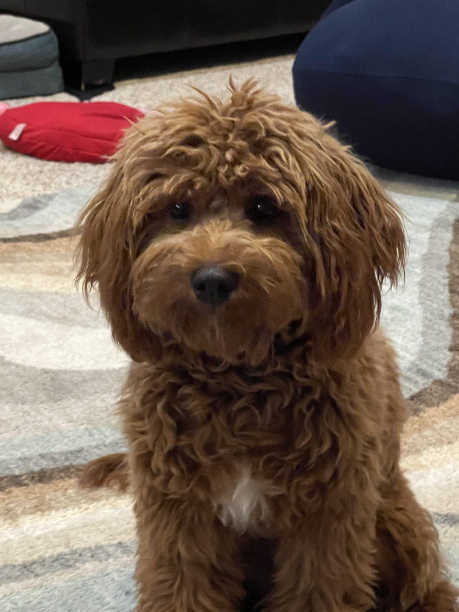 Cavapoo = Cavalier + Mini Poodle