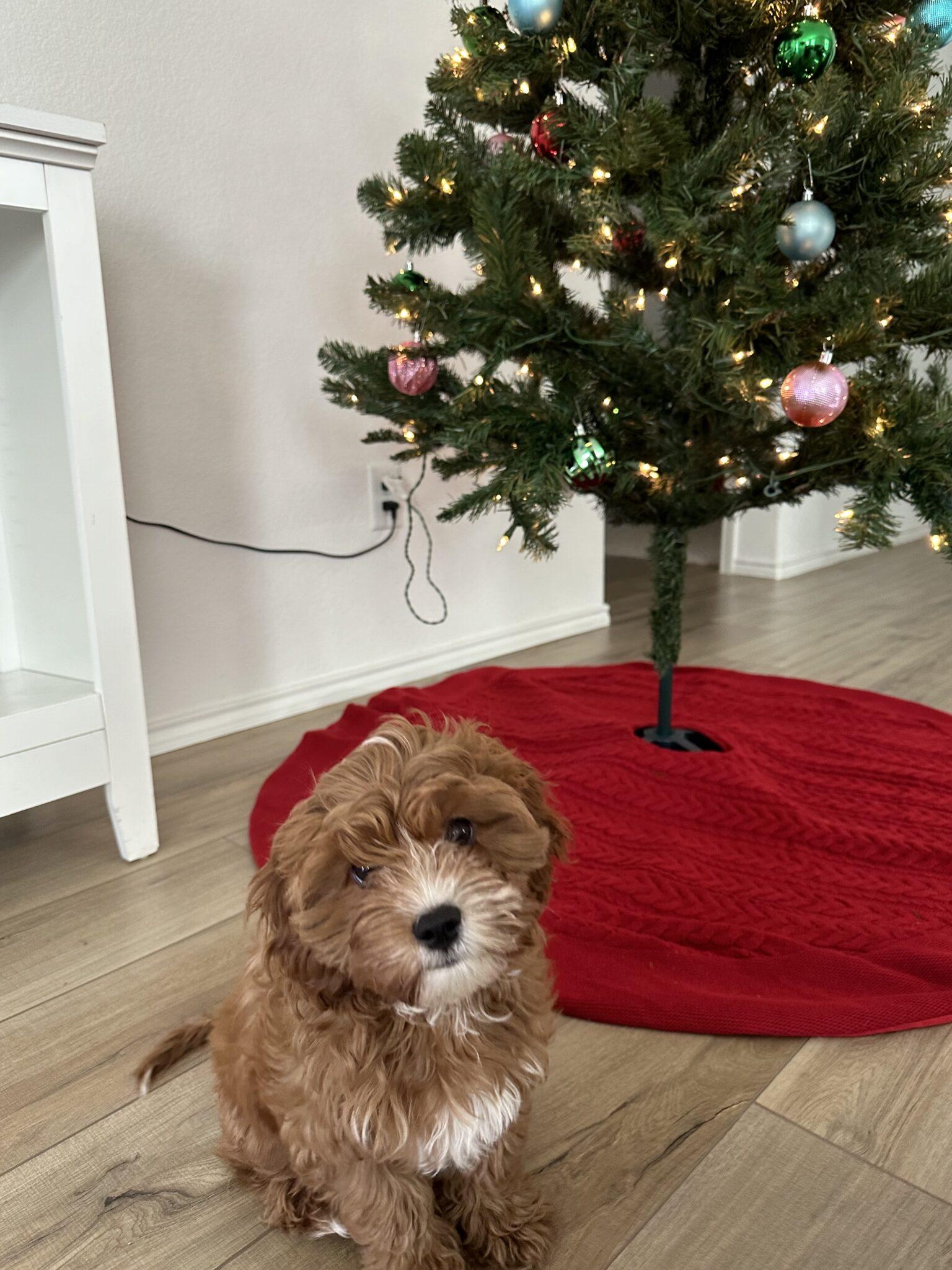 Cavapoo = Cavalier + Mini Poodle