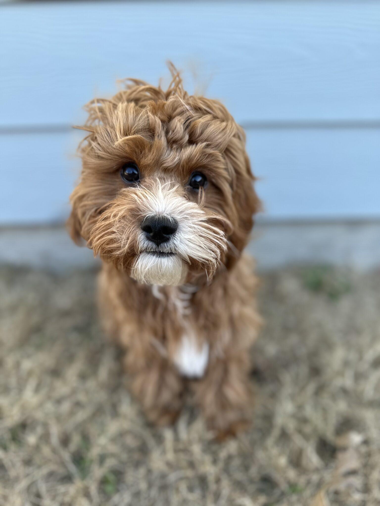 Cavapoo = Cavalier + Mini Poodle