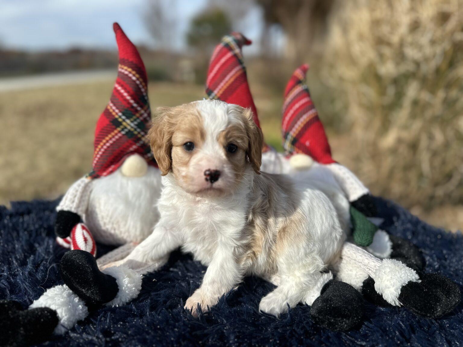 Available Puppies