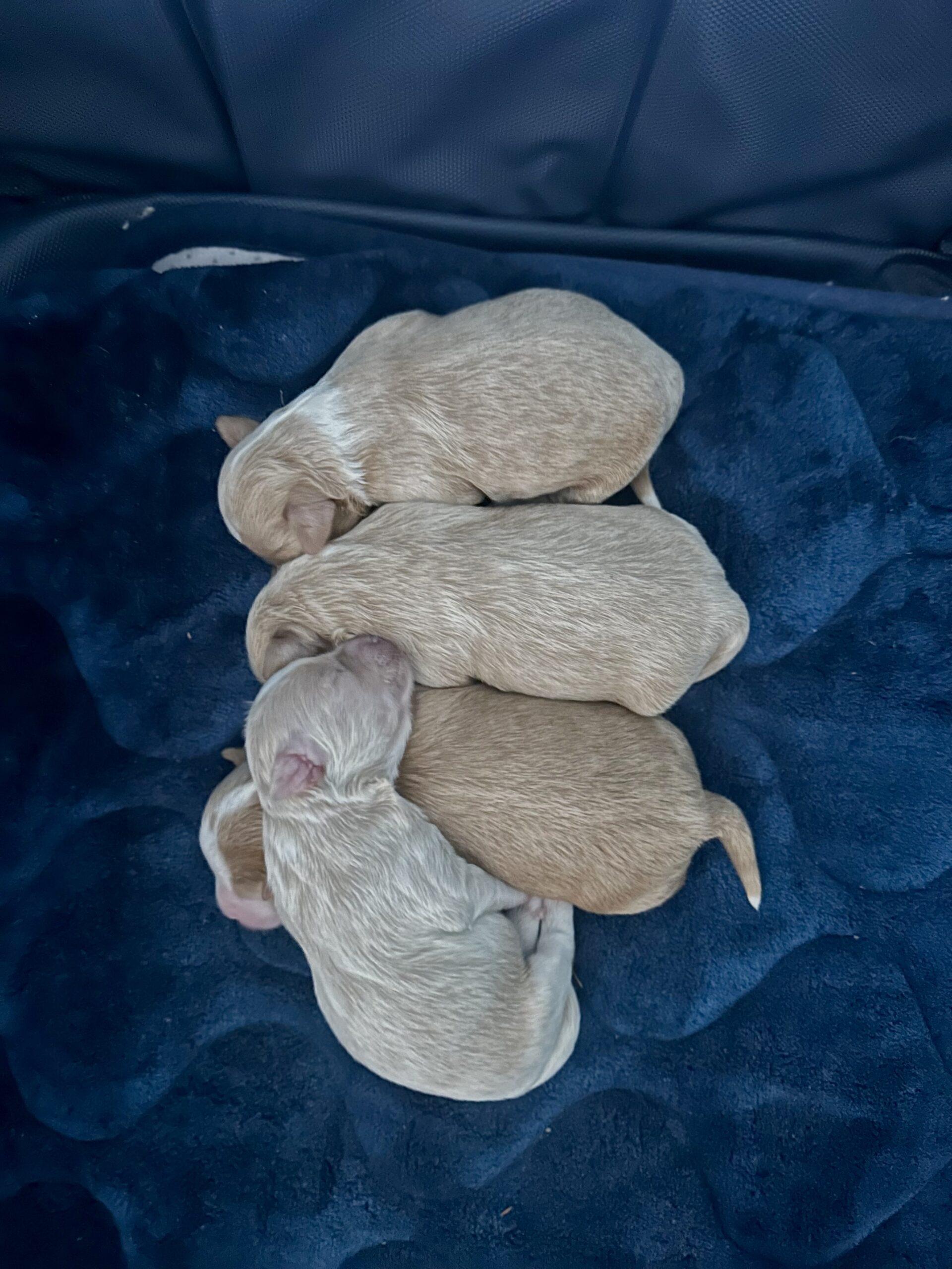 Available Puppies