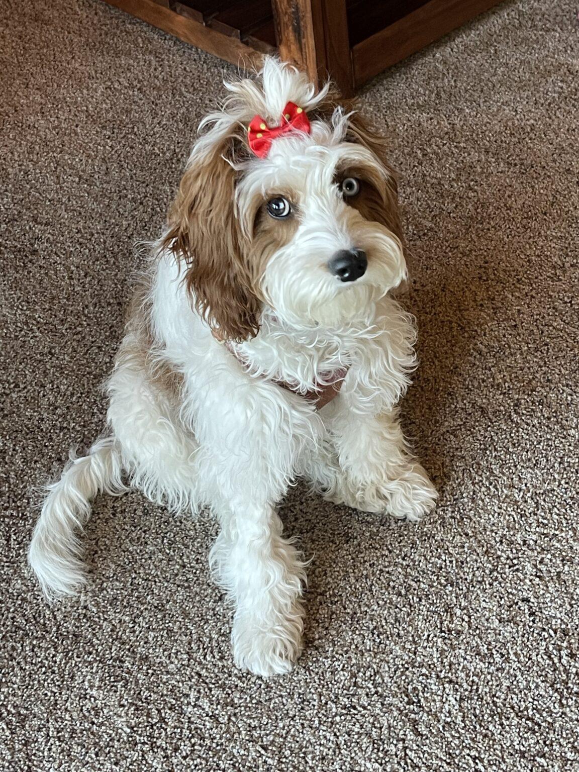 Cavapoo = Cavalier + Mini Poodle