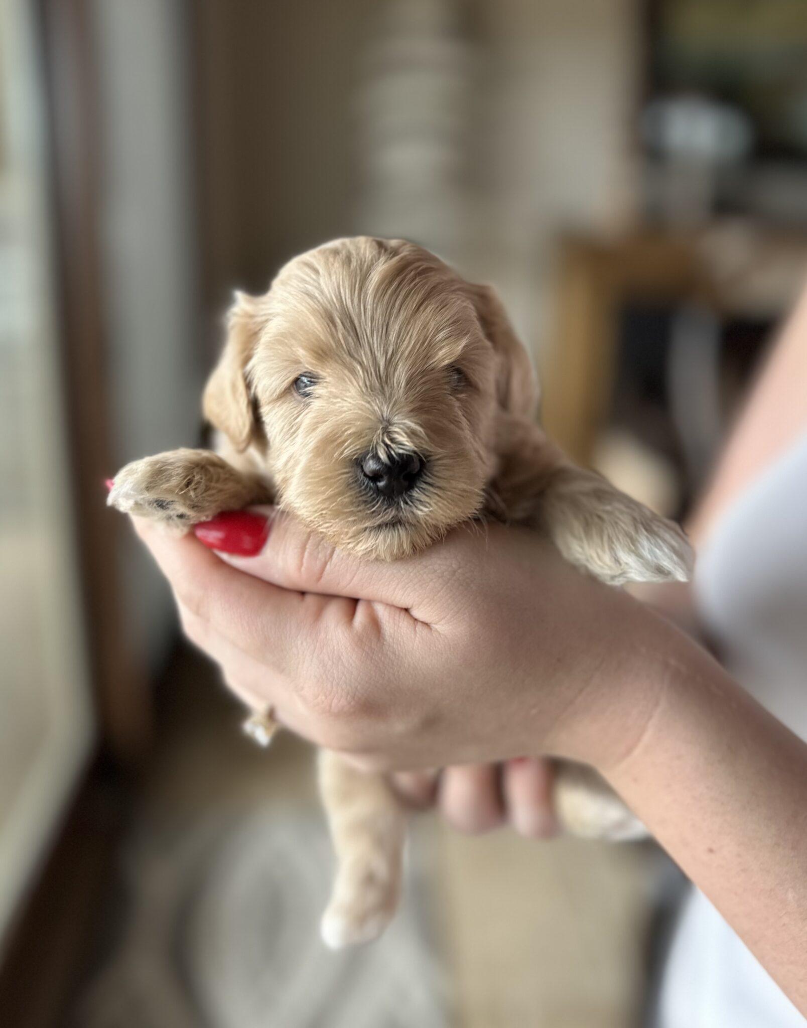 HavaPoo & Hava-Goldendoodle Puppies