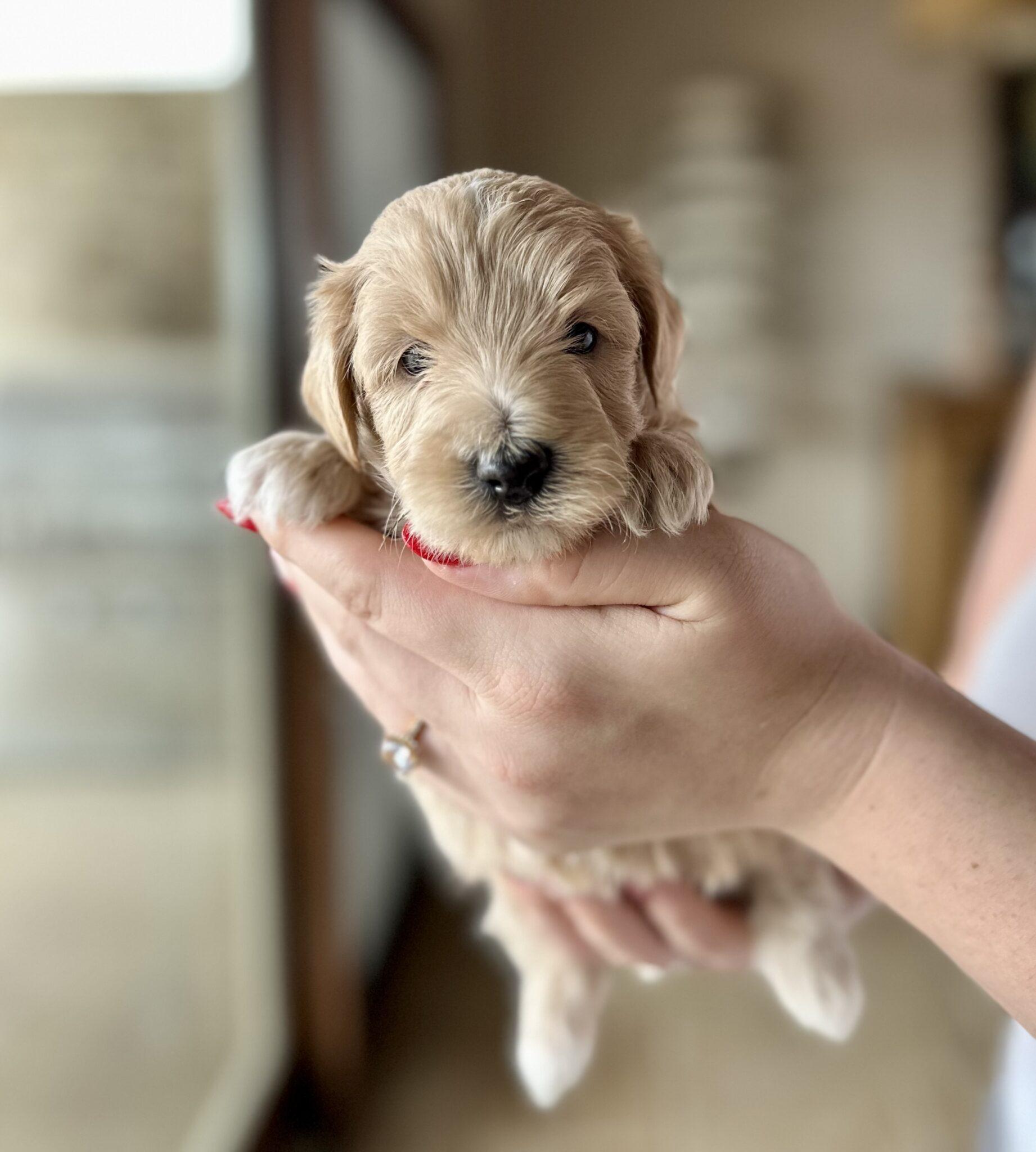 HavaPoo & Hava-Goldendoodle Puppies