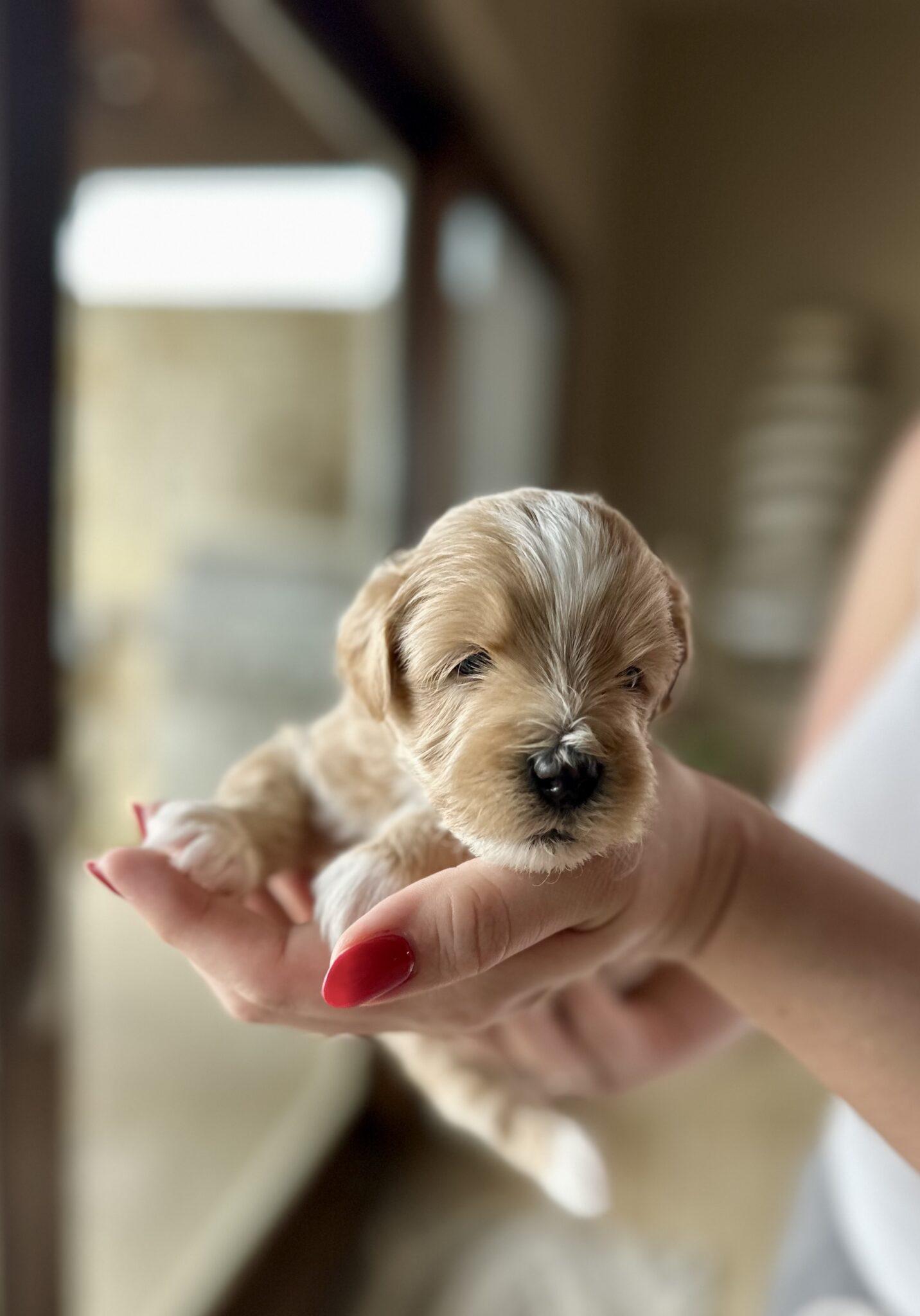 HavaPoo & Hava-Goldendoodle Puppies