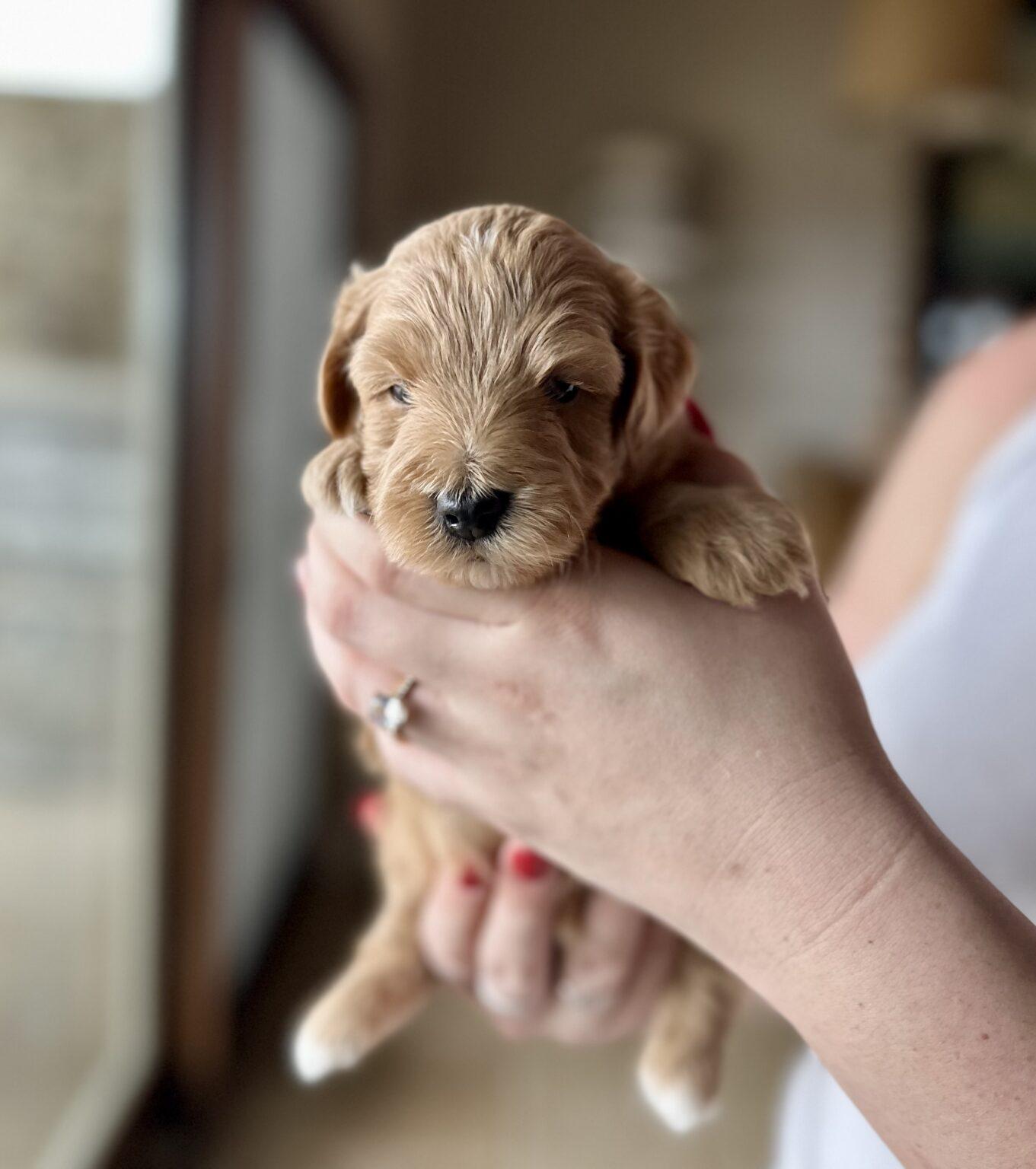 HavaPoo & Hava-Goldendoodle Puppies