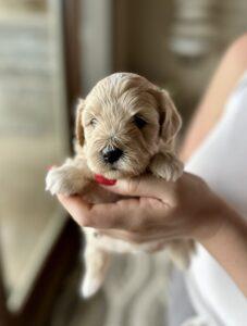 HavaPoo & Hava-Goldendoodle Puppies