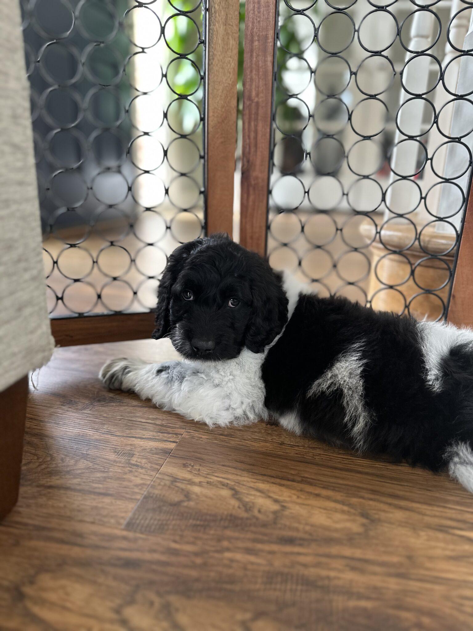 Newfipoo / Newfypoo/NewfyDoodle Puppies Newfoundland + Poodle cross