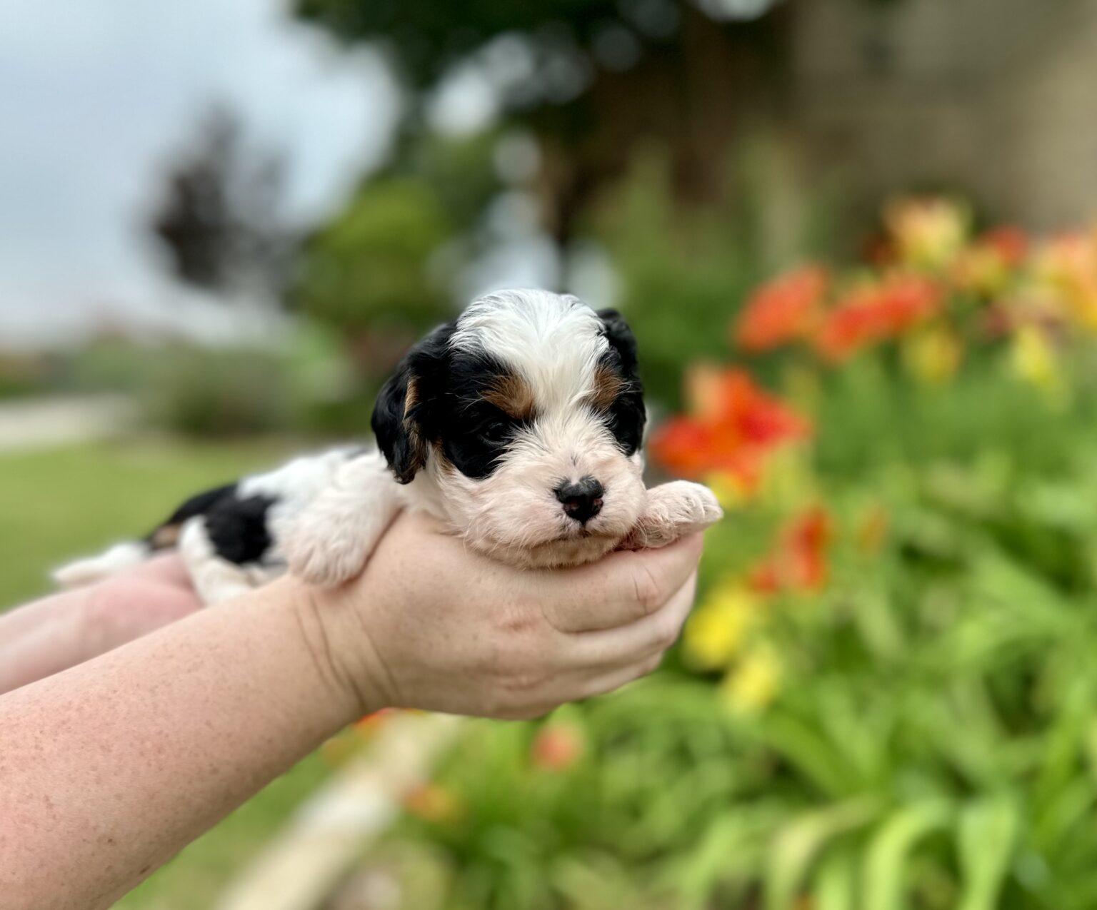 Available Puppies