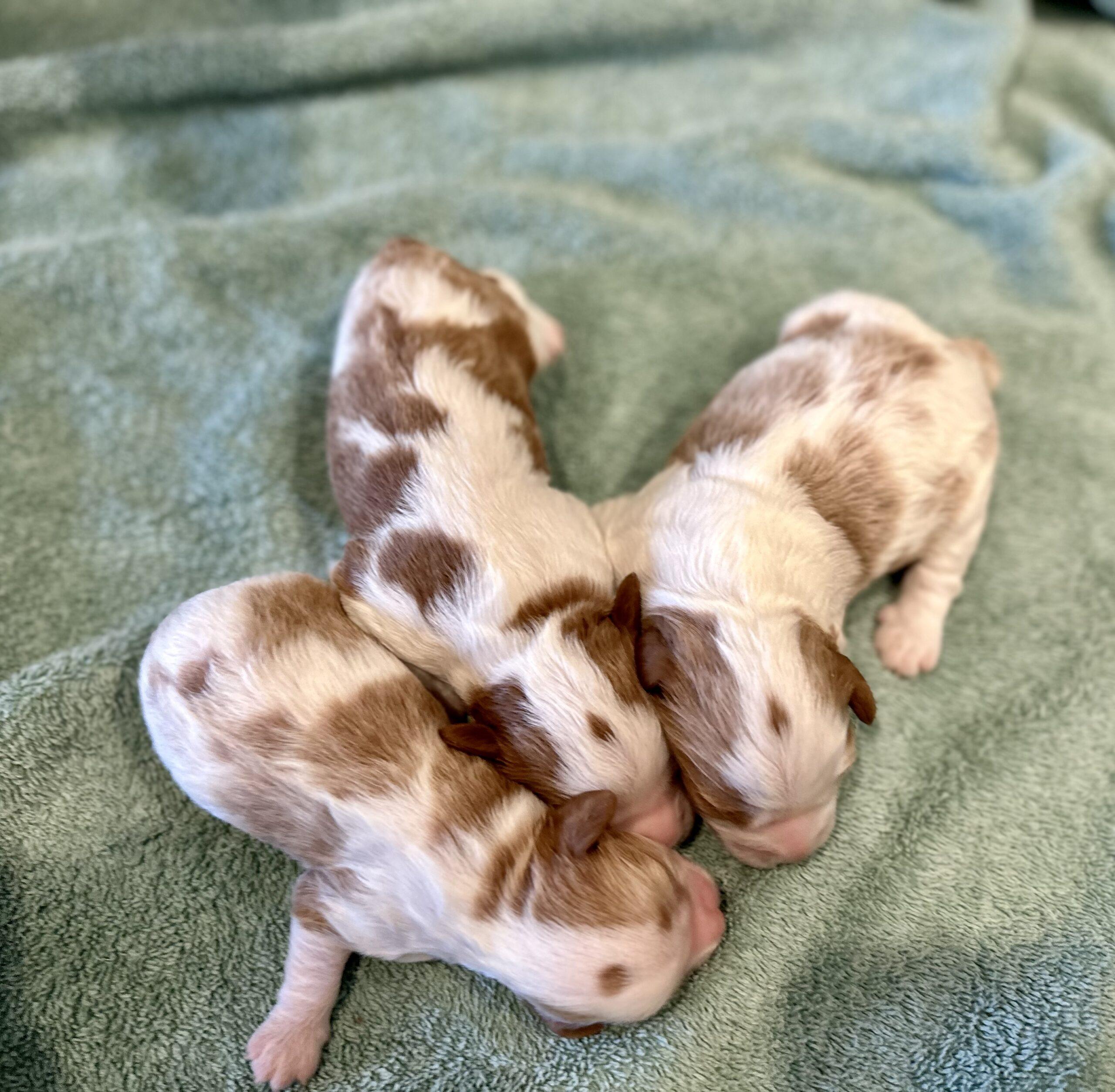 Available Puppies