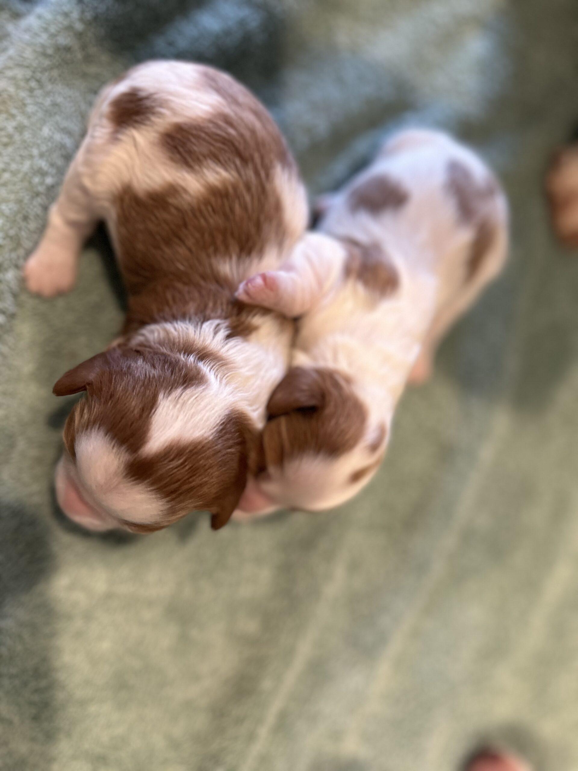Available Puppies